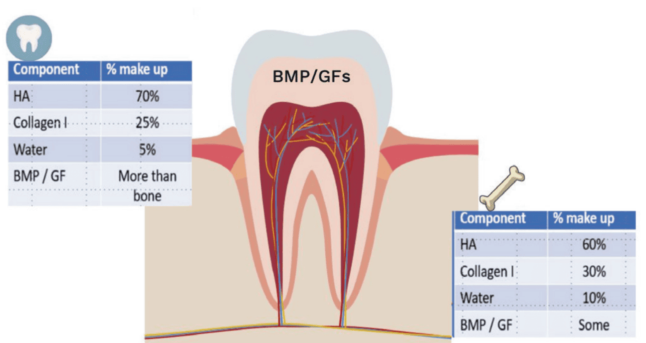 KometaBio — converting patient teeth into autologous dentin grafts